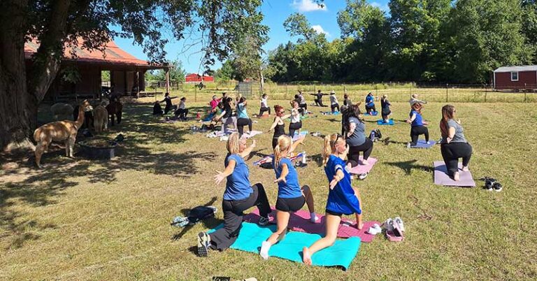 Come on out for 'Alpaca Yoga'